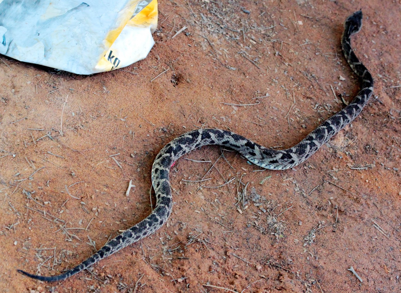 CHAPADA DIAMANTINA: Um ensaio sobre a Biodiversidade.