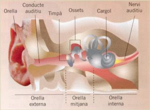 ELS TAURONS - Tercer MMIP: L'OÏDA