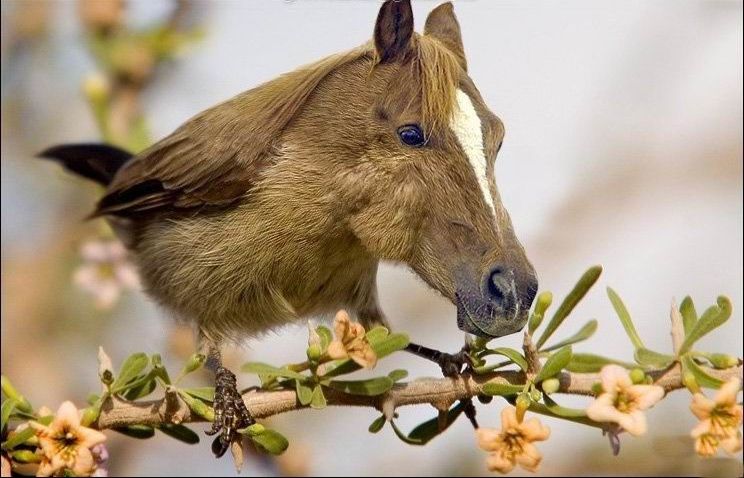 Amaze Pics & Vids: Unreal Animals - Photoshop Creativity...