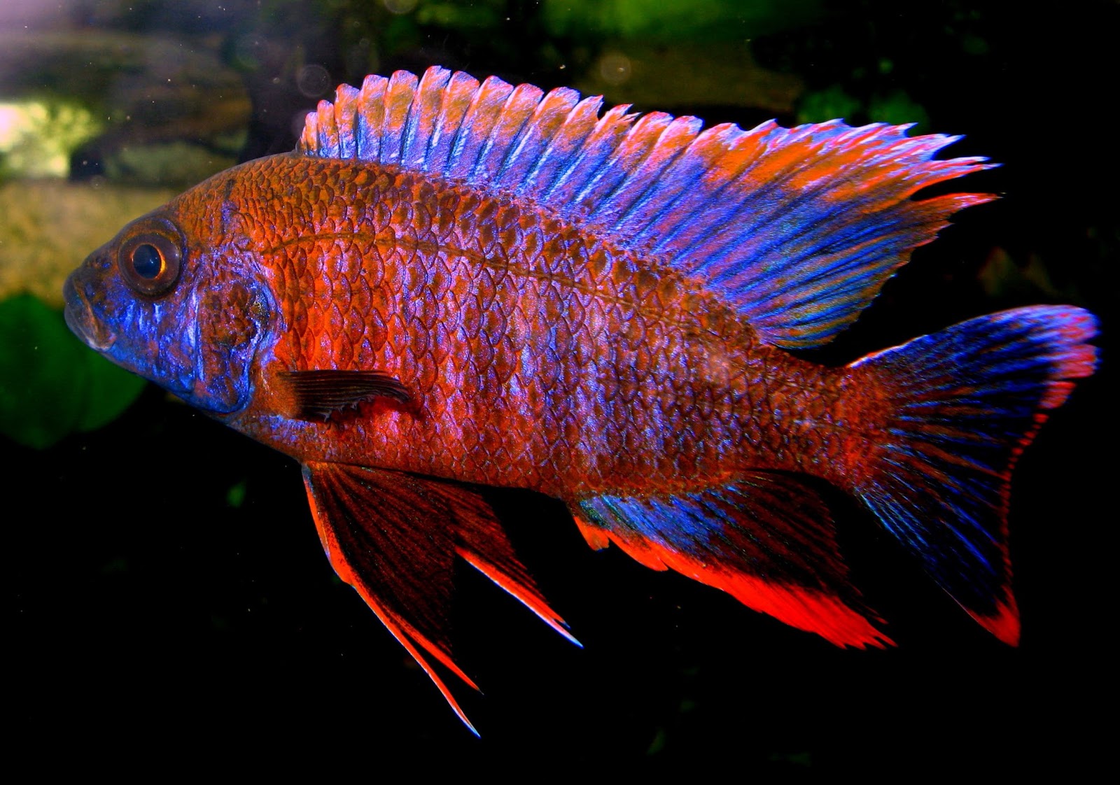 Aulonocara-Seifert: April 2016