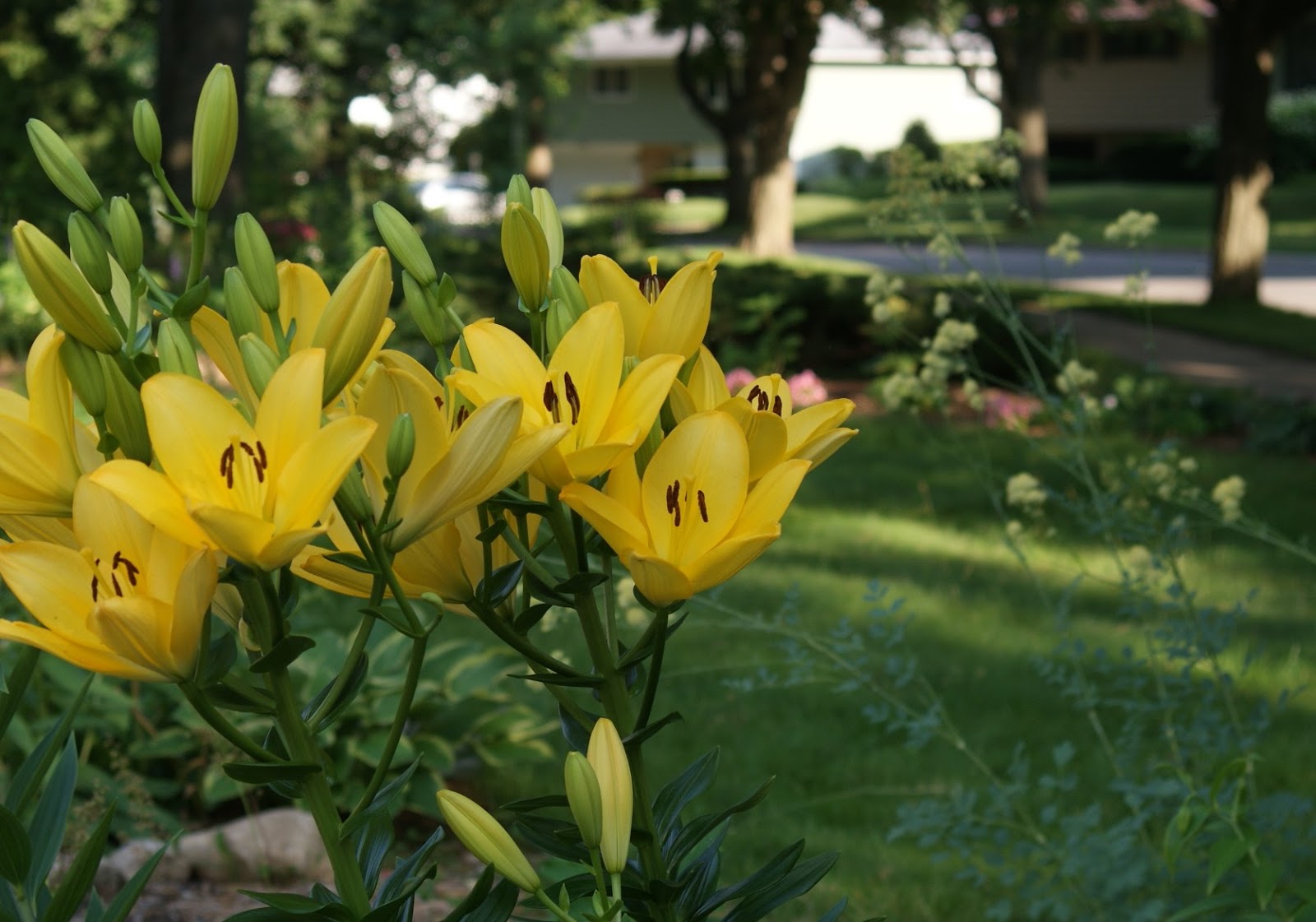 Visit My Garden: LA Hybrid Lilies
