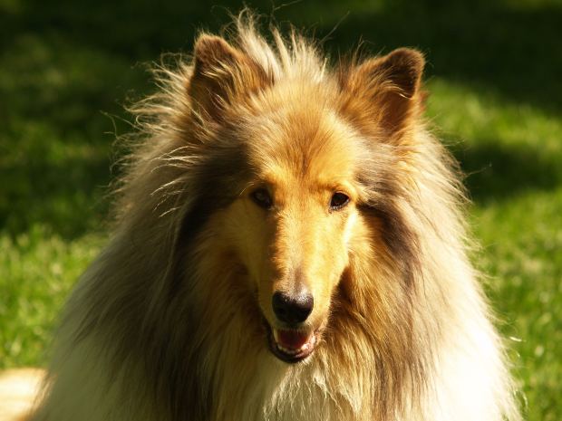 PEDRO HITOMI OSERA: Cães de guarda: listas das melhores raças