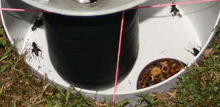 Gourmet Bugs: Improved Cricket Trap