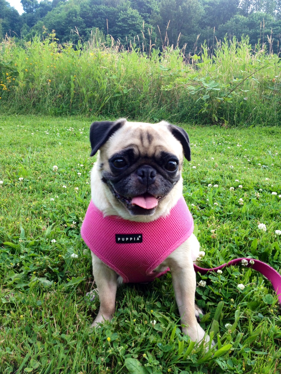 Beefy Pug: August 2012