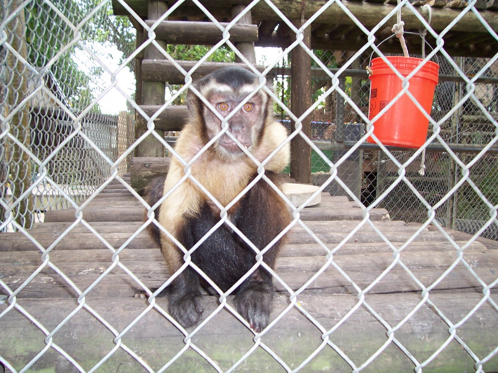 Knight Adventures: Everglades Outpost A Wildlife Rescue