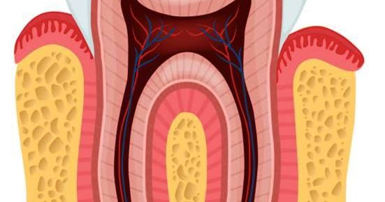 Histologie de la pulpe dentaire - dentica club
