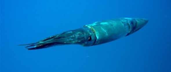 Blog sobre animais de porte: LULA