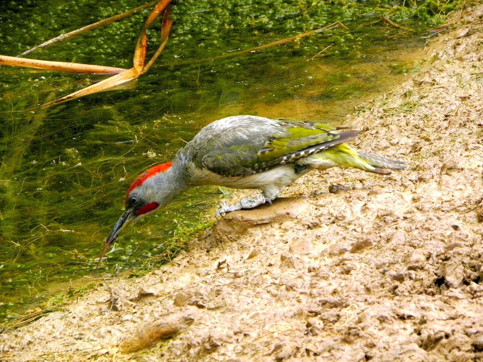 Fotofaunacieza: PITO REAL (Picus viridis)