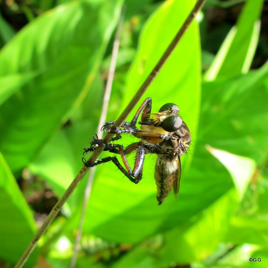 Nature Wonders Gershonized: More New Guinea insects זחלים עכבישים ...