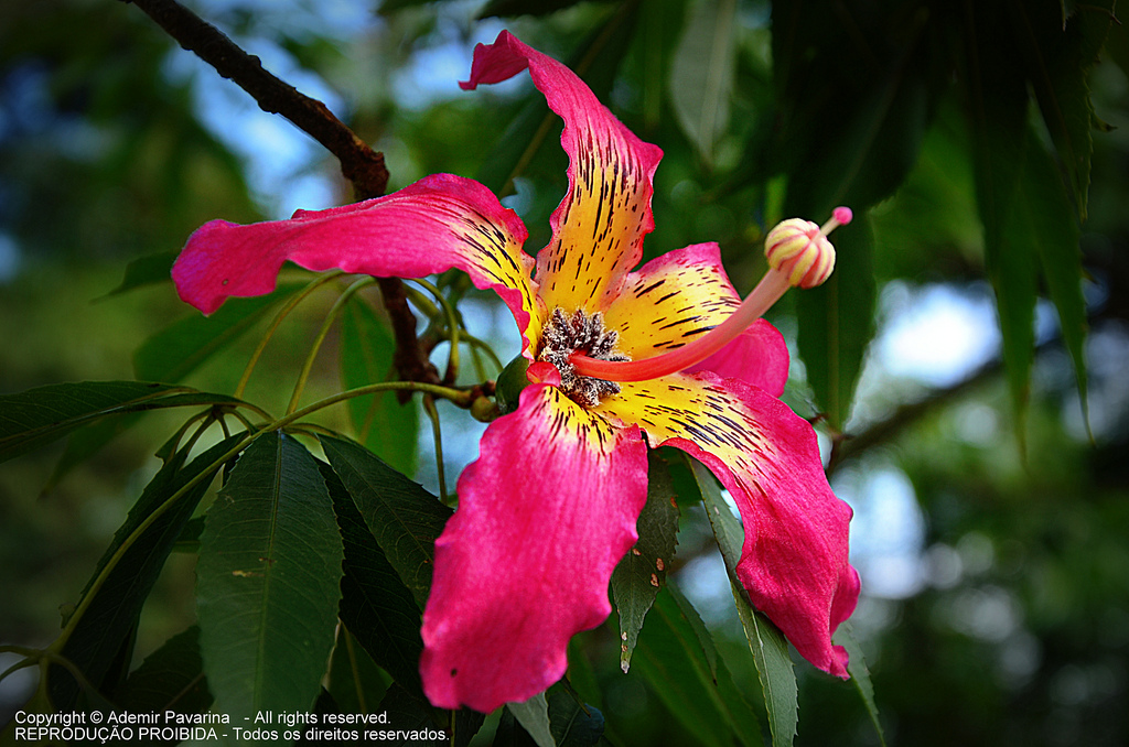 Paineira-rosa - Ceiba speciosa