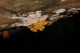 The Nature of Robertson: June 2012