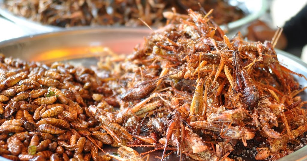 Insetti da Mangiare: La lista degli insetti commestibili