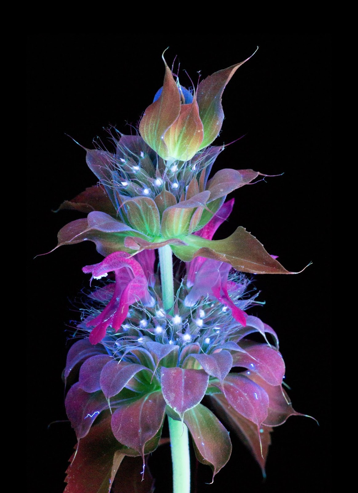 Agroecología: Photos Capture the Light That Plants Emit