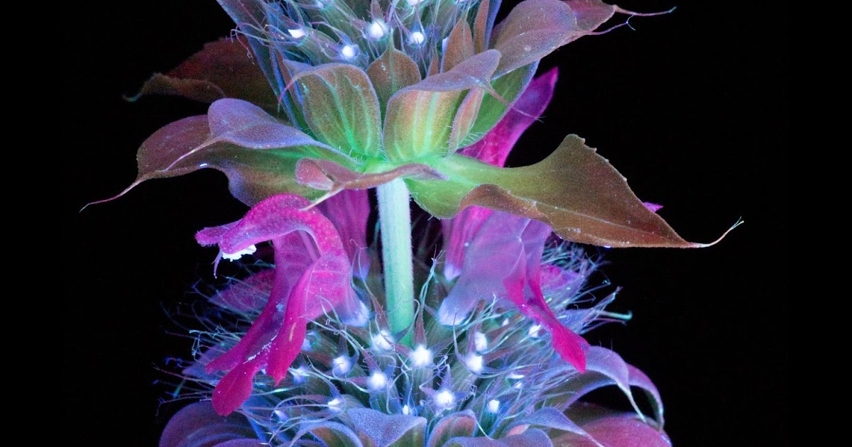 Agroecología: Photos Capture the Light That Plants Emit