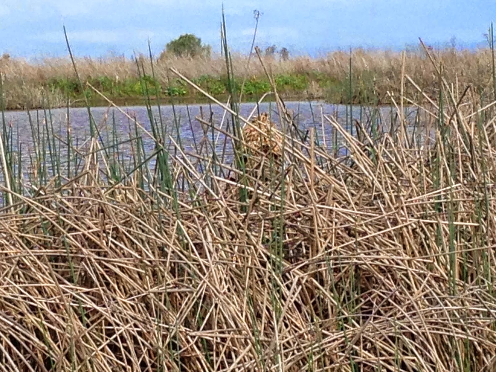 Wicked Woollens: Thrum caps as modern camouflage?