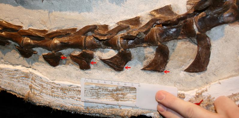 ART Evolved: Life's Time Capsule: Scott Person on recreating Theropods