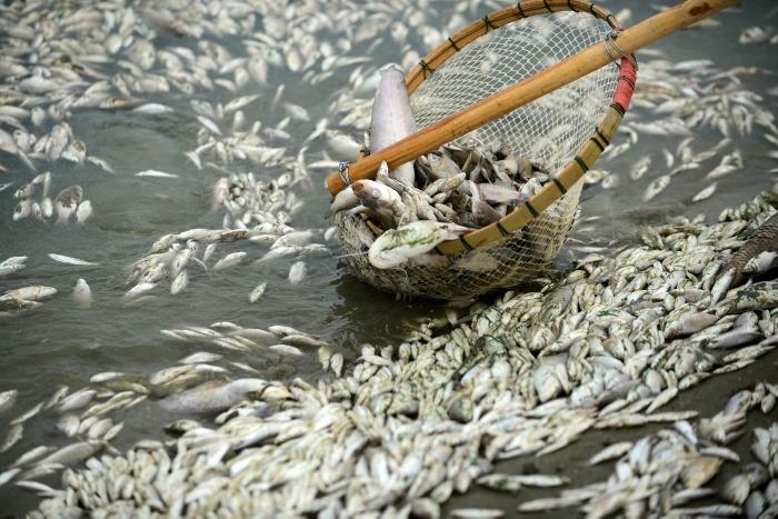 The Big Wobble : Thousands upon thousands of dead fish washing up ...