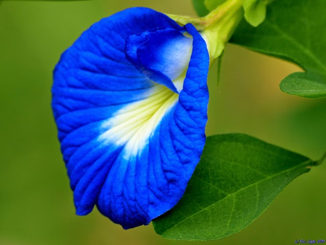 Common flowers name in Bangla and English in Bangladesh