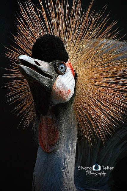 Silvana Retter PHOTOGRAPHY