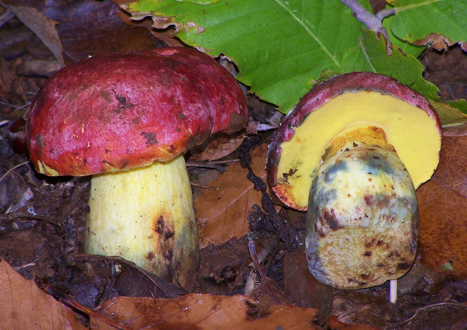 Setas Extremadura : Boletus Regius