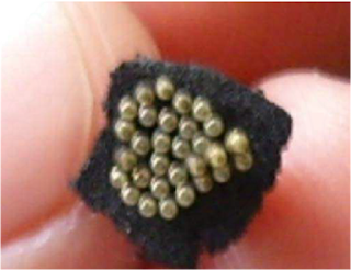 Membangun Perkebunan Kelapa Sawit: Predator Ulat Api "Eocanthecona ...