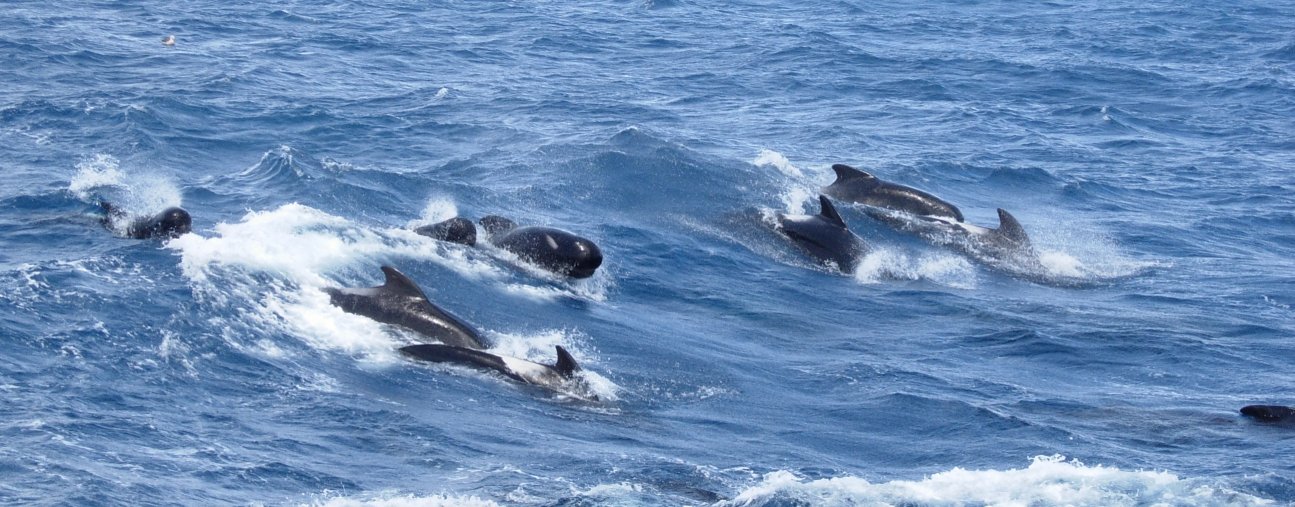 Animals of the world: Globicephala melas o calderón común