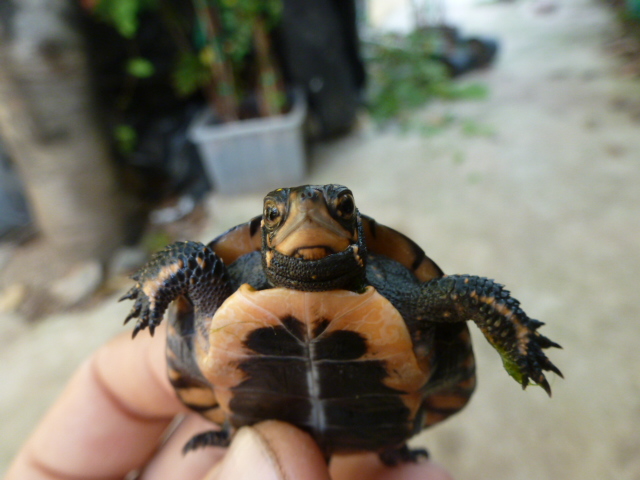 Clemmys guttata: la tortuga moteada: Nace la tortuga del exterior