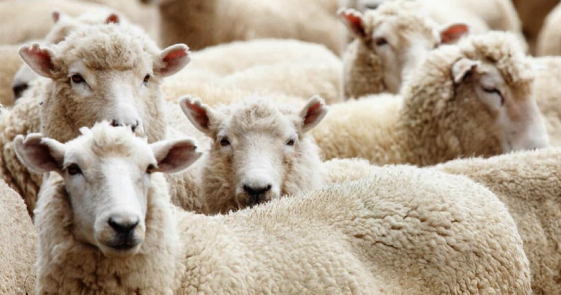 THE VIEW FROM FEZ: Drop in Sheep Price For Eid