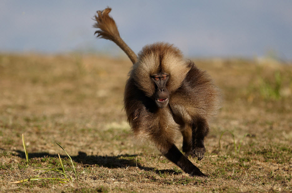 Gelada | The Biggest Animals Kingdom