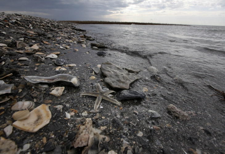 As marés negras | Mundo Biologia