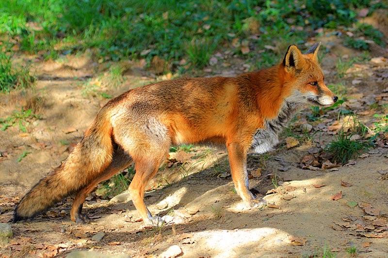 FOTO NATURA HUESCA 2: VULPINO, ZORRO, RAPOSO, Vulpes Johann Leonhard ...