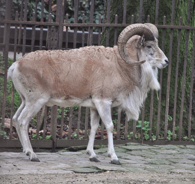 ZOOTOGRAFIANDO (6.100 ANIMALS): URIAL / URIAL (Ovis vignei)