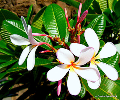 Comfort Spiral: Hawaii Photo of the Day
