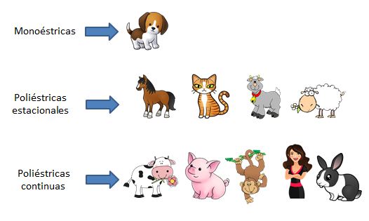 TODO sobre ANIMALES y MASCOTAS: 👉👉 EL CICLO ESTRAL 🐄 🐎 🐖 🐏🐩 🐈
