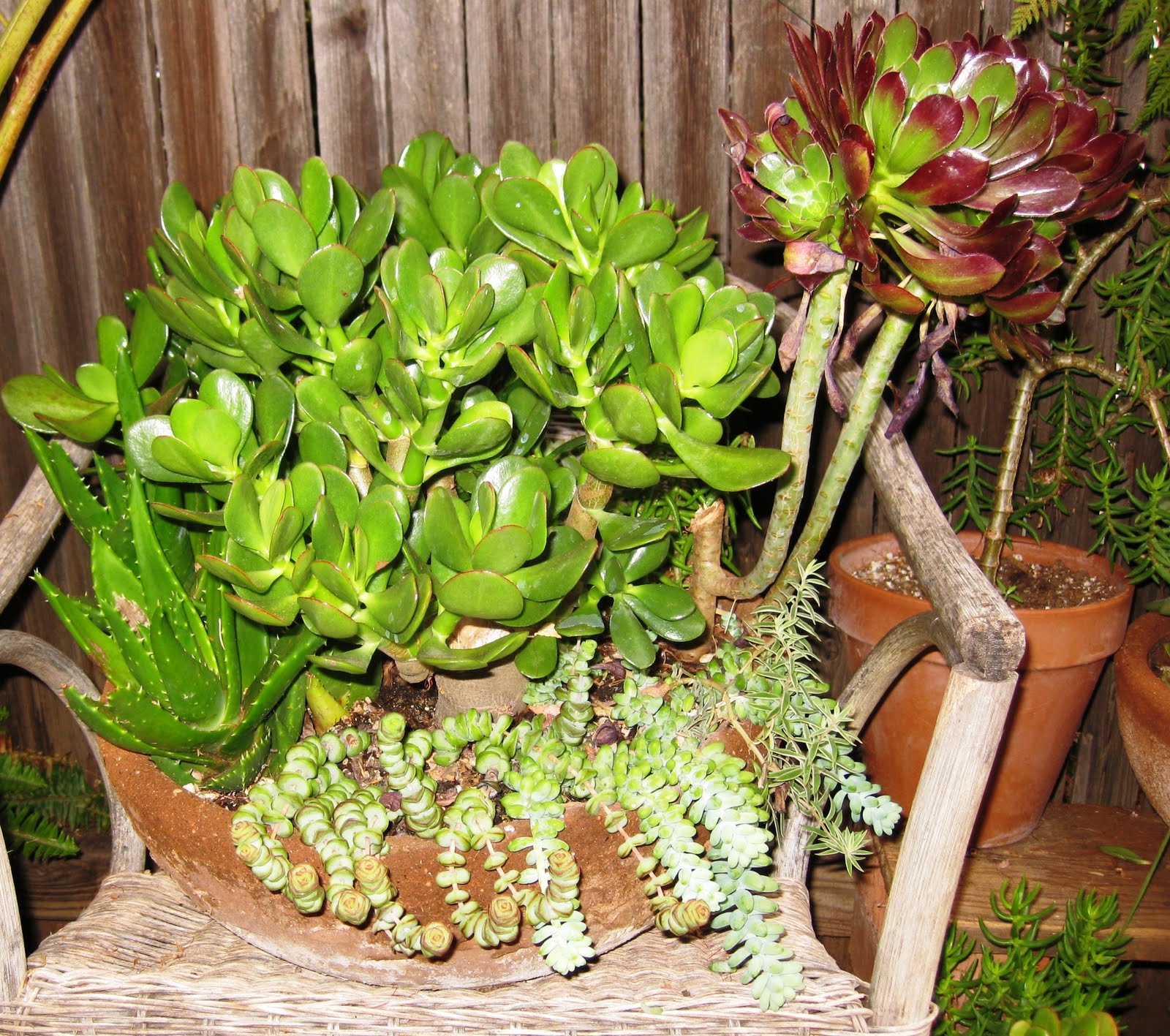 Fringe Art: Unique Pots and Plants