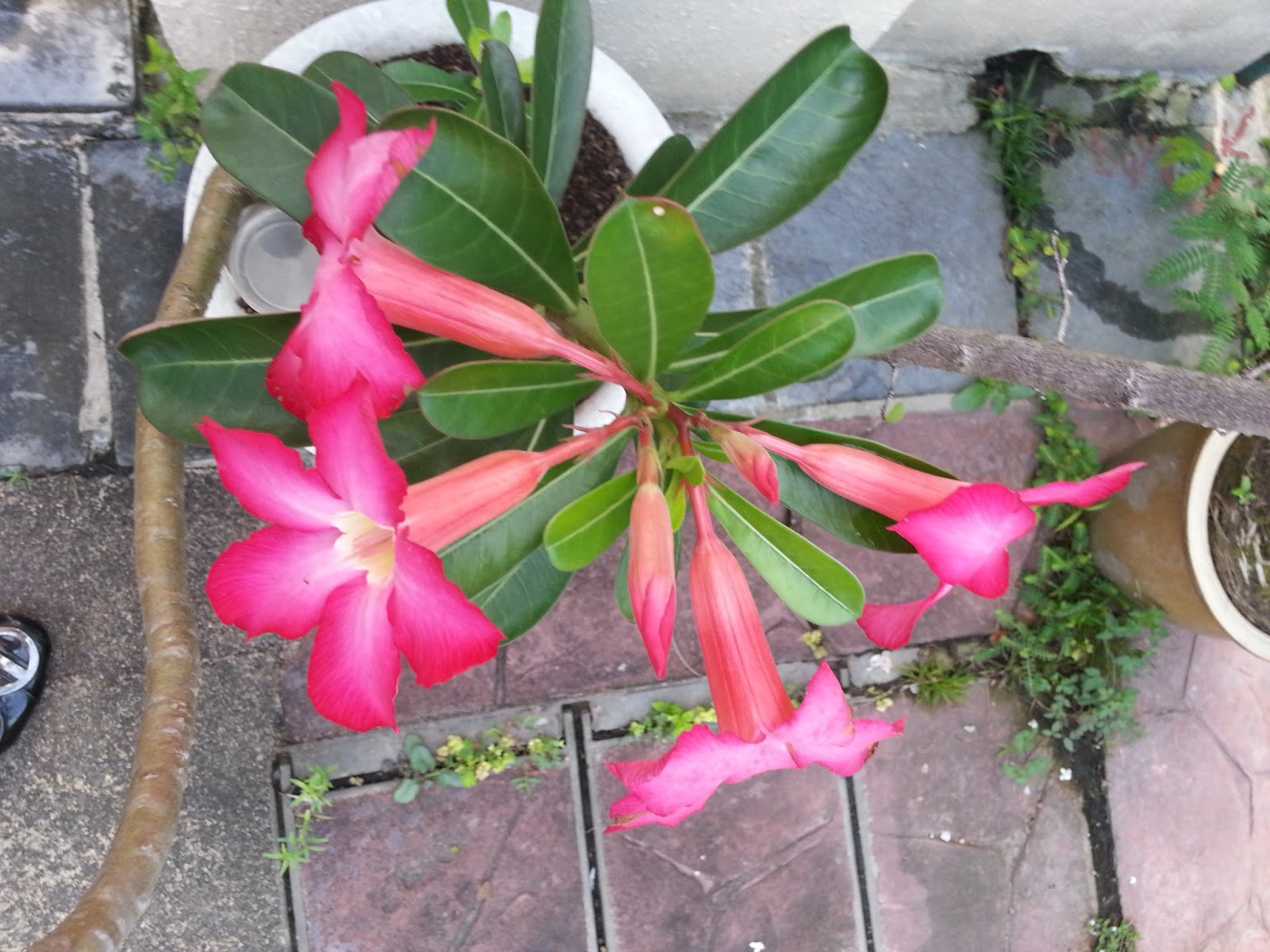Ré polit le bijouローズ·ド·フランス: Fu Gui Hua or Adenium
