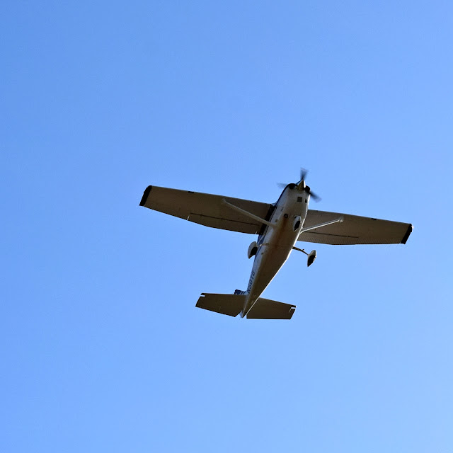 Adventures through Photography: It's a Bird! It's a Plane! Or Is It ...