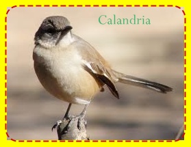 Aves de Entre Rios: La Calandria