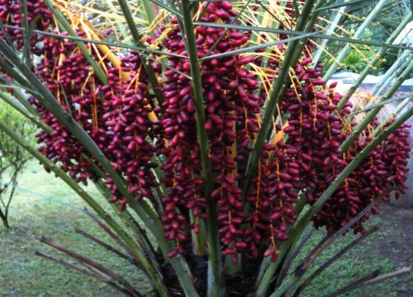 ProgressTH: Date Fruit Farming in Surin Province,Thailand