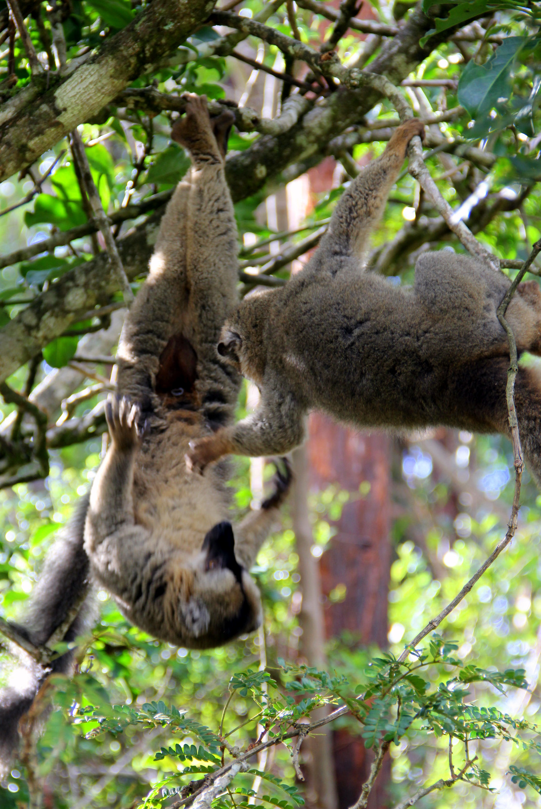 All The Live Long Day: Madagascar Honeymoon, Post #2: 11 to 13 April 2011