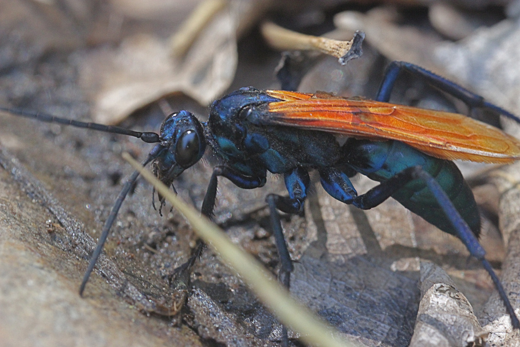 Mata Cacata o Avispa halcón | Fauna Dominicana
