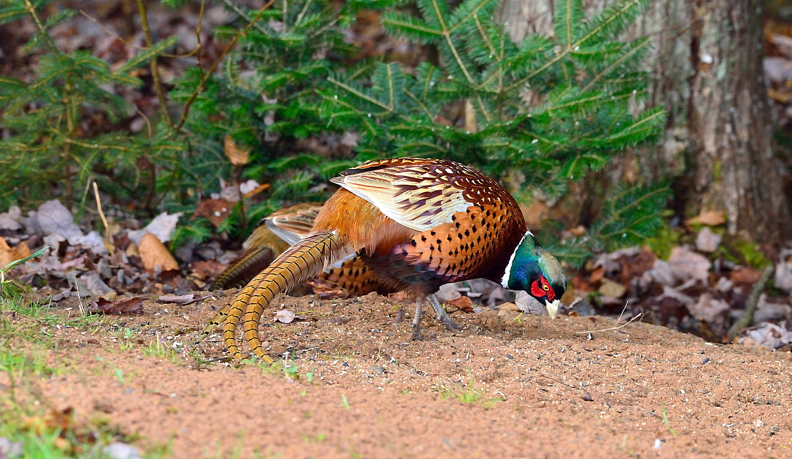 Turbo's Track and Photo Tour: Red-bellied Snake, Super Moon, Pheasants ...