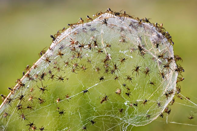 Spiders Take to Ballooning