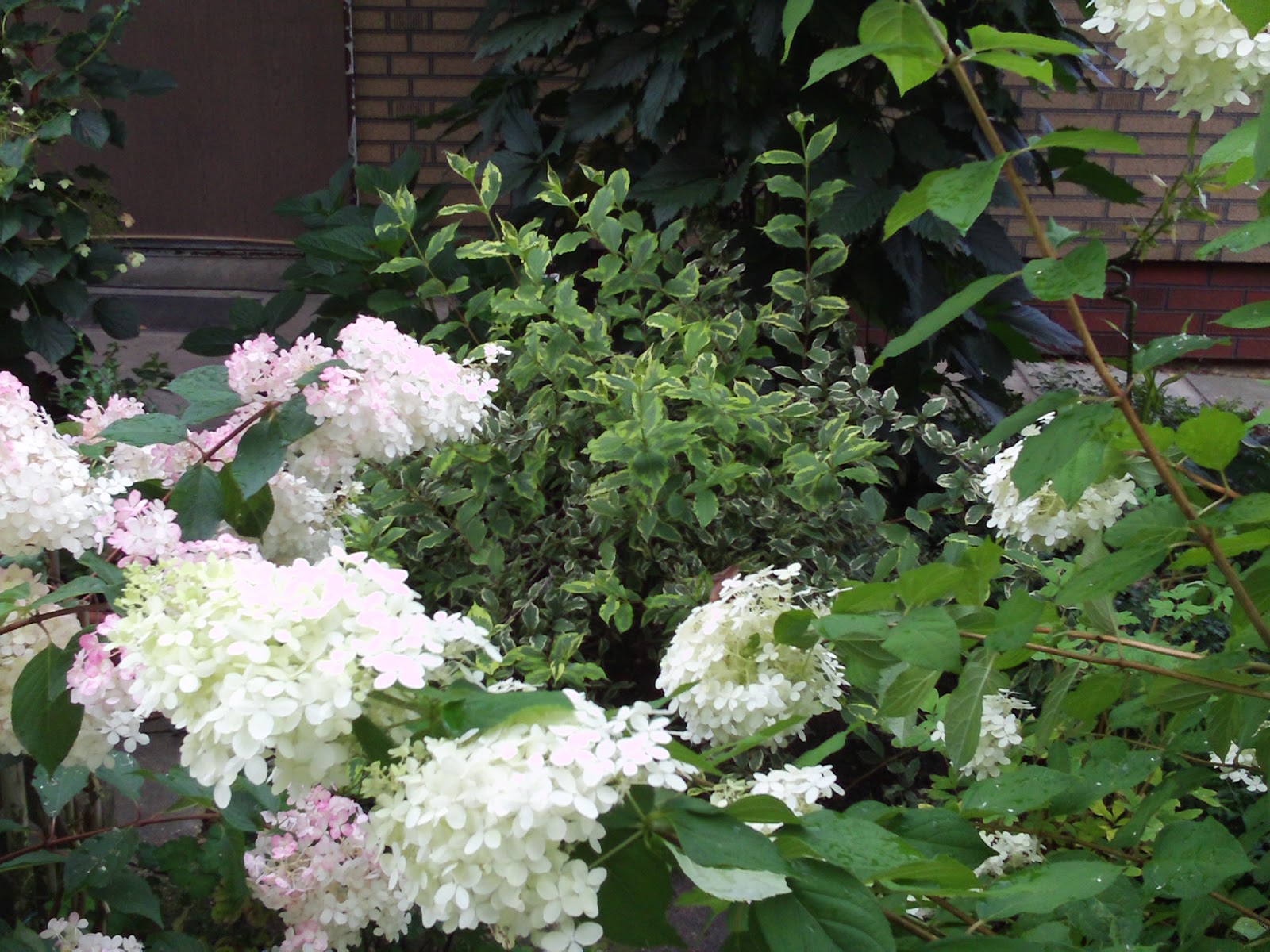Weigelie (Weigelia florida "Nana Variegata") - Gartenelfe