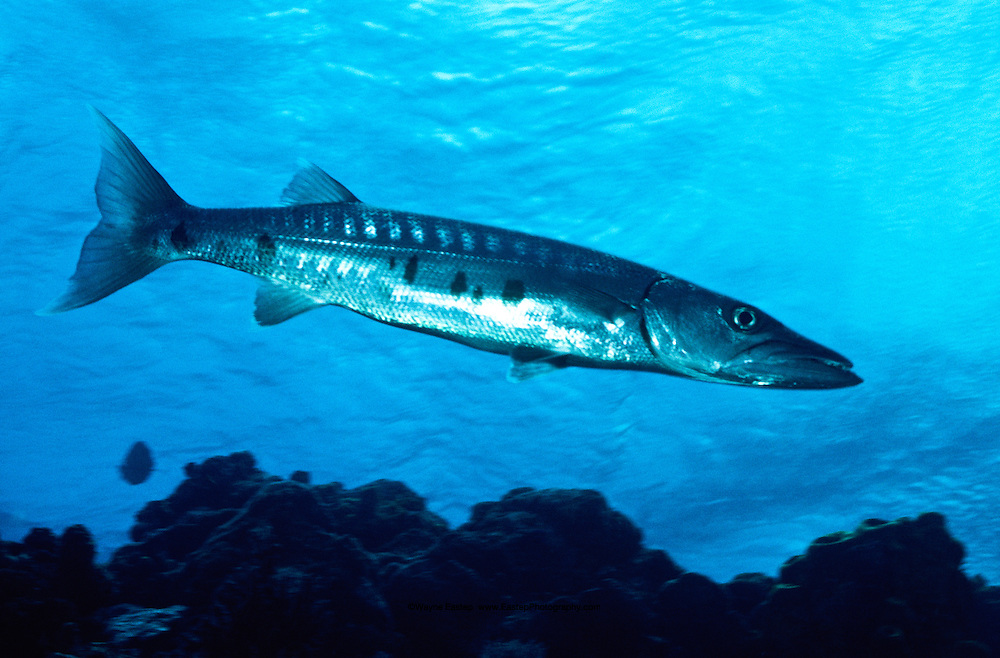 IKAN BARRACUDA ~ Everything About Fish