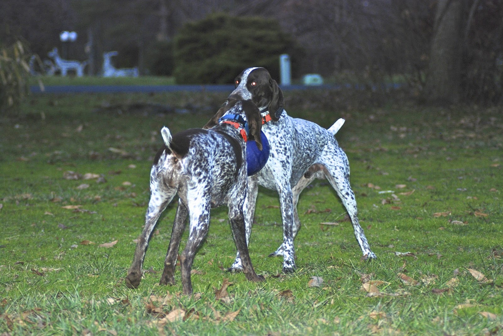 Adventures of a GSP Hunting Dog: And then there was one....