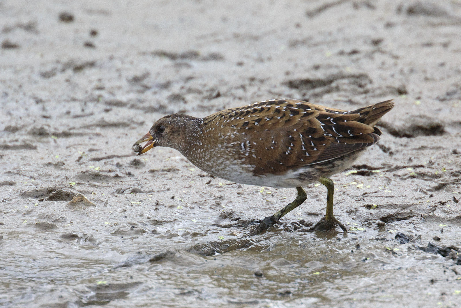 pewit: Spotted Crake