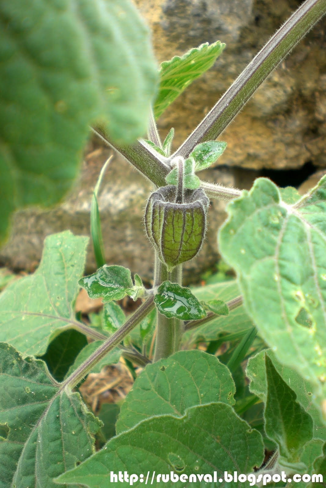 Sem P...oucas vegonhas!: Tomates de Capucho