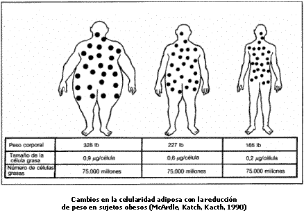 Composición Corporal: Composición corporal