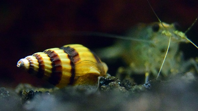 Mengenal keong Assassin - si keong pembunuh ~ Aquascape Batang